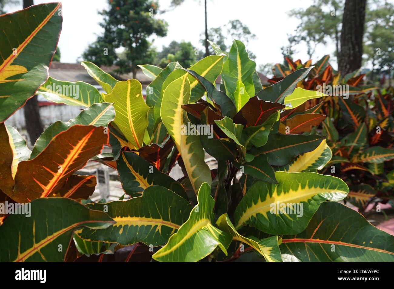 Codiaeum variegatum (Croton, Variegated Laurel, Garden Croton, Orange ...