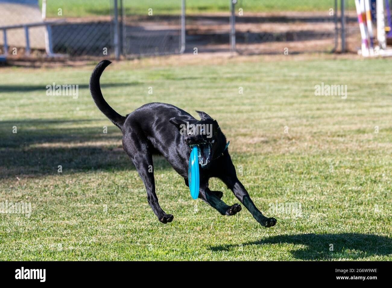 Black Labrador retriever about to grab a disc while playing in the ...