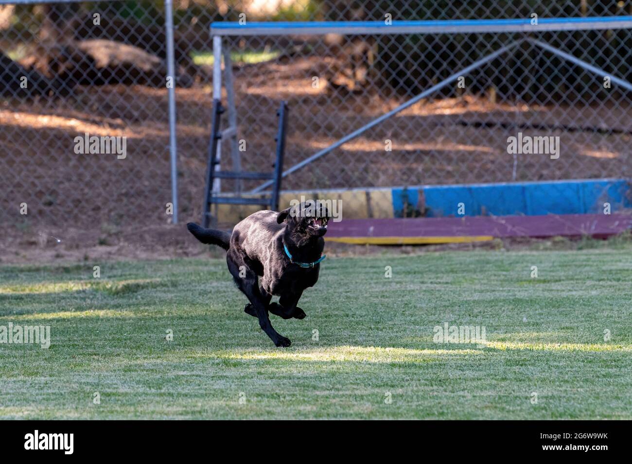 Labrador retriever running in the grass wtih a big grin on her face ...