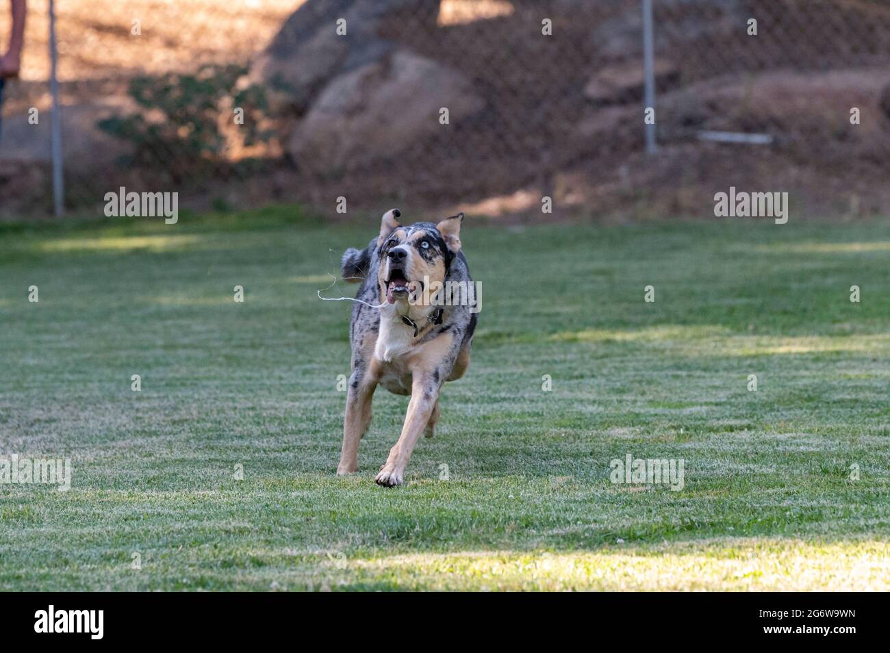 Slobber mouth hi-res stock photography and images - Alamy