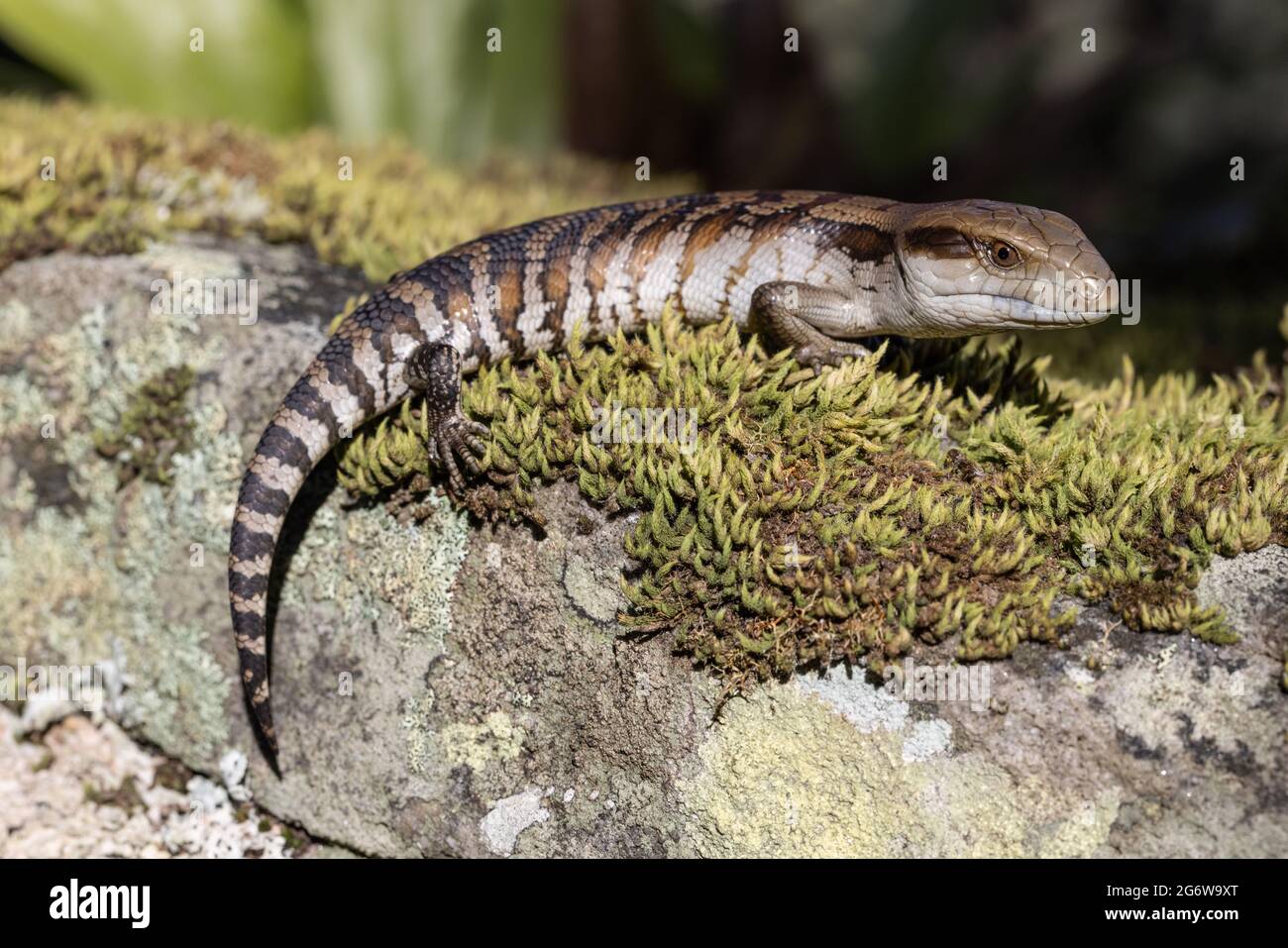 Blue tongue lizard hi-res stock photography and images - Alamy