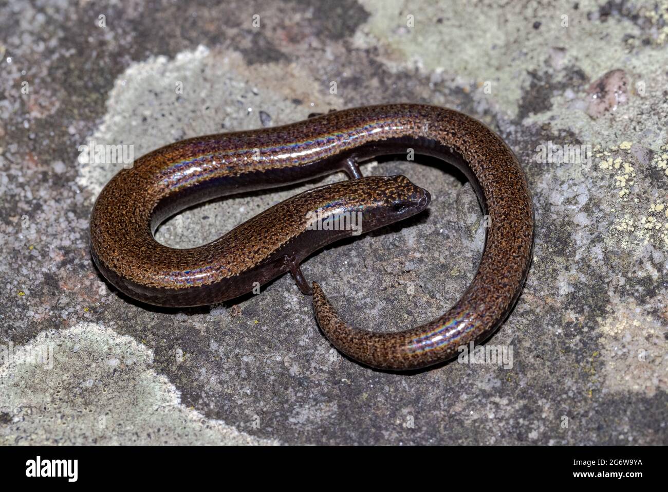 Three-toed skink resting on sandstone rock Stock Photo - Alamy
