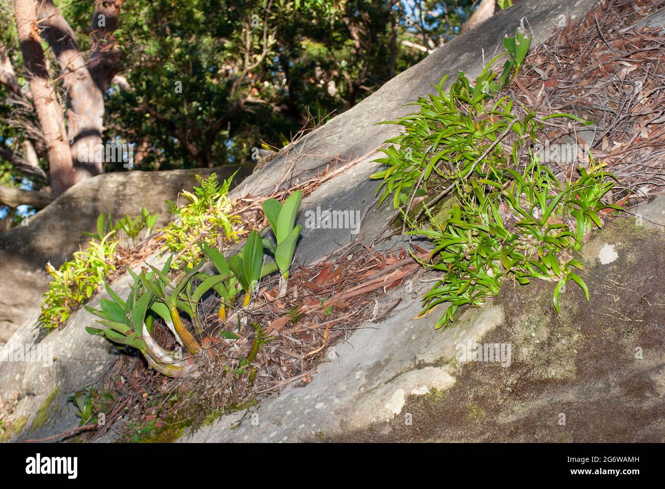 Orchids growing on rocks, Royal National Park Sydney Australia Stock ...