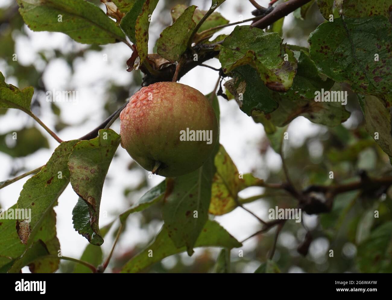 Moisture apple hi-res stock photography and images - Alamy