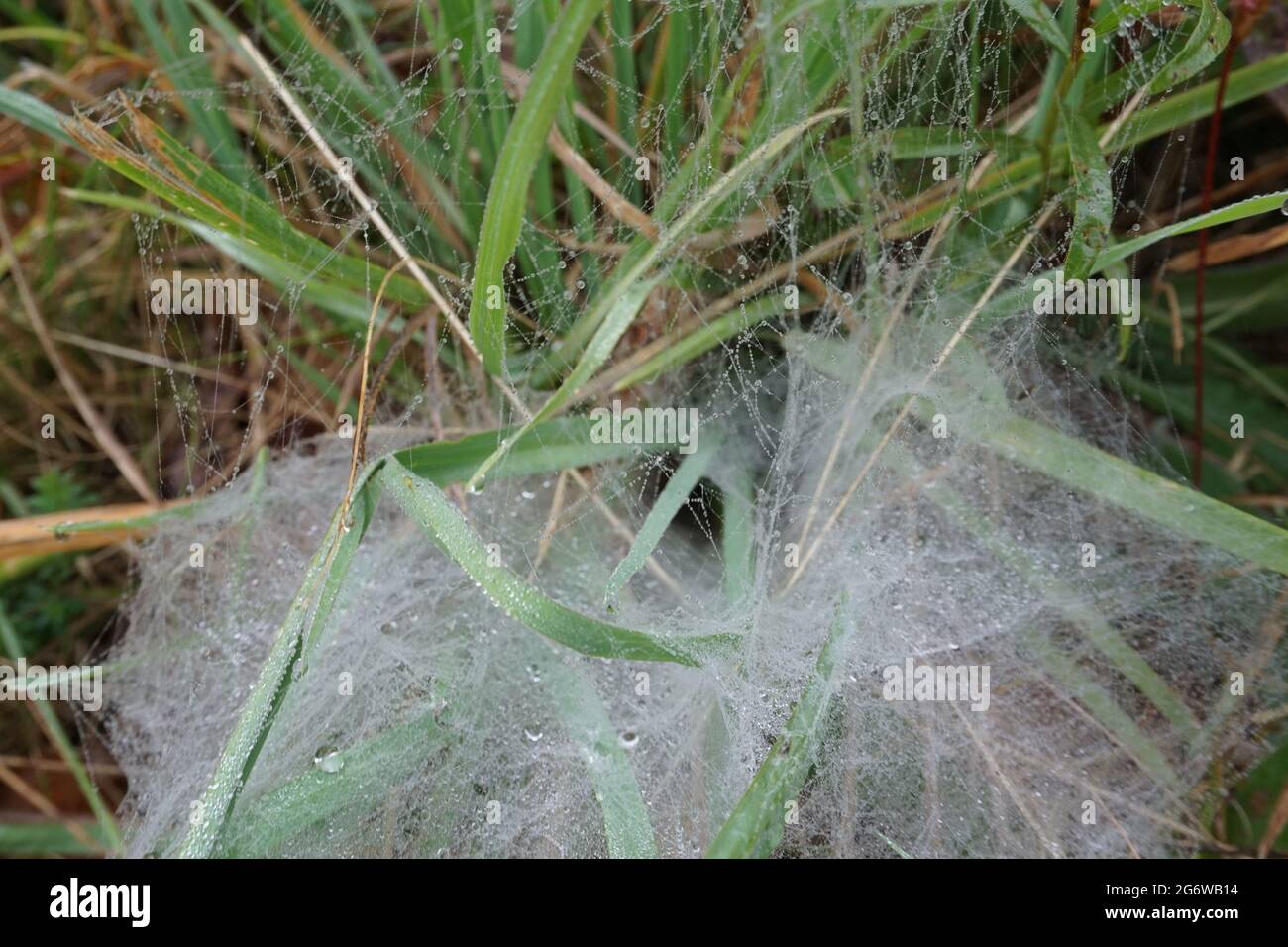 Cobwebs on foliage Stock Photo - Alamy