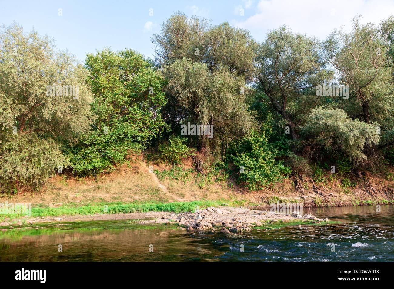 Tropical riverside . Trees growing on the shore Stock Photo - Alamy
