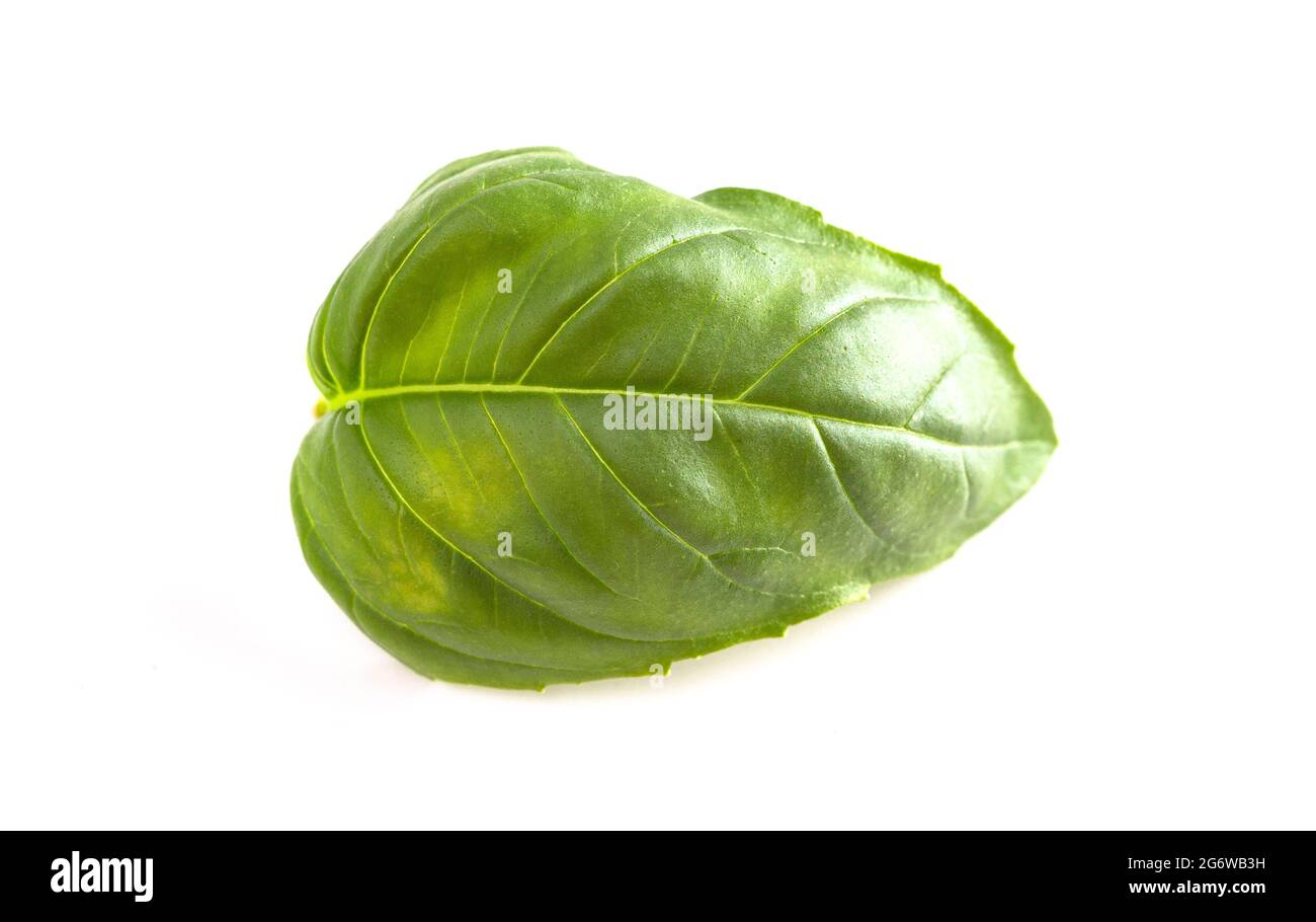 Fresh Green Basil Leaves Isolated on a White Background Stock Photo - Alamy