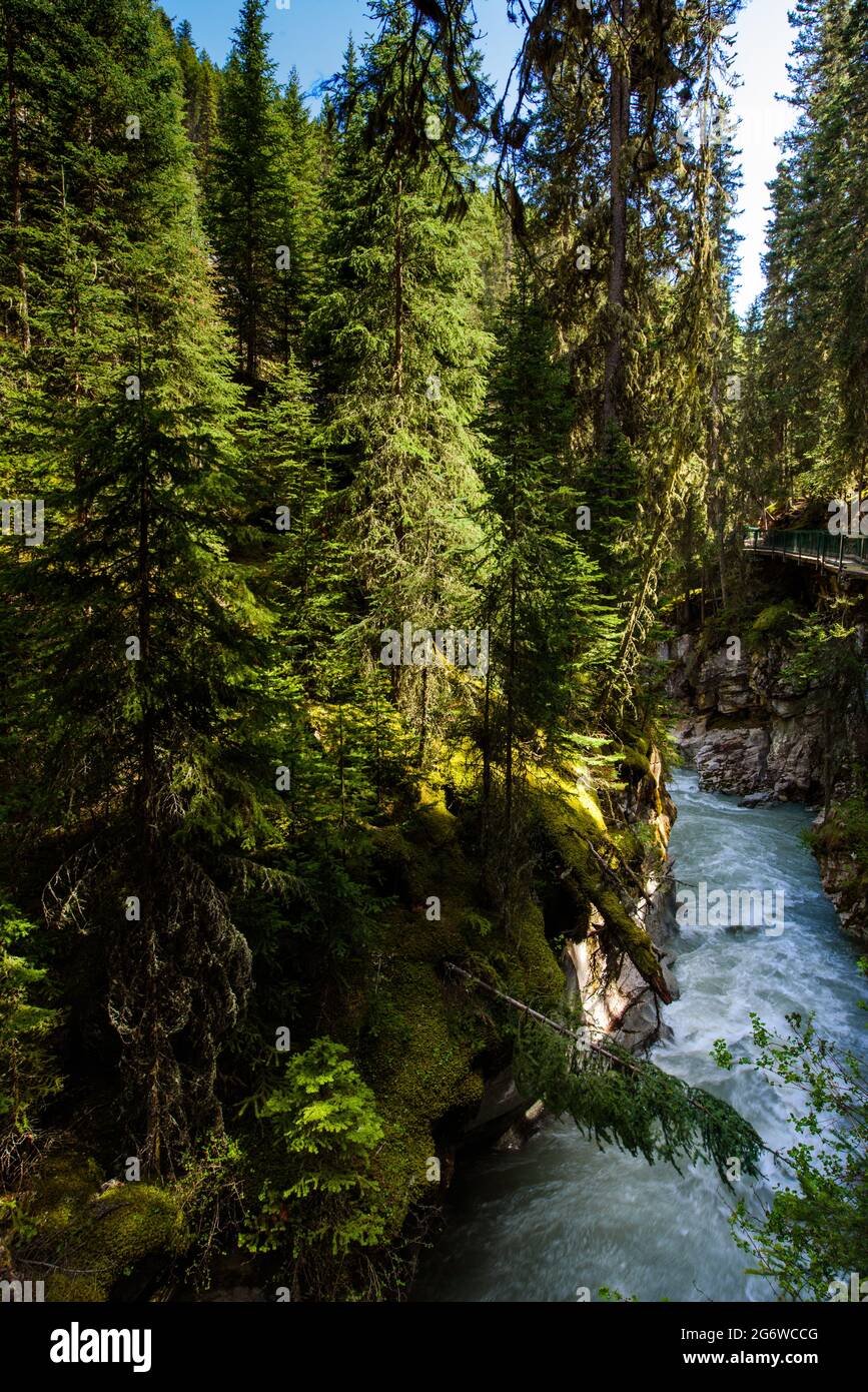Trees along Johnston canyon in Banff national park Stock Photo - Alamy
