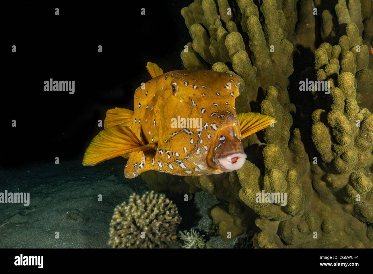Fish swim in the Red Sea, colorful fish, Eilat Israel Stock Photo - Alamy