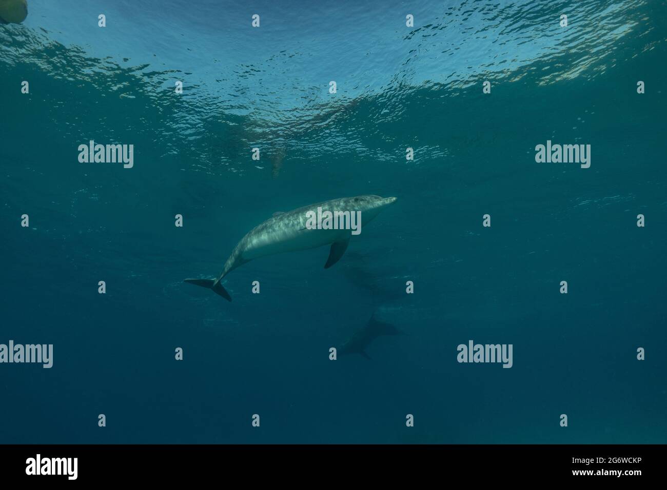 Dolphin swimming in the Red Sea, Eilat Israel Stock Photo - Alamy