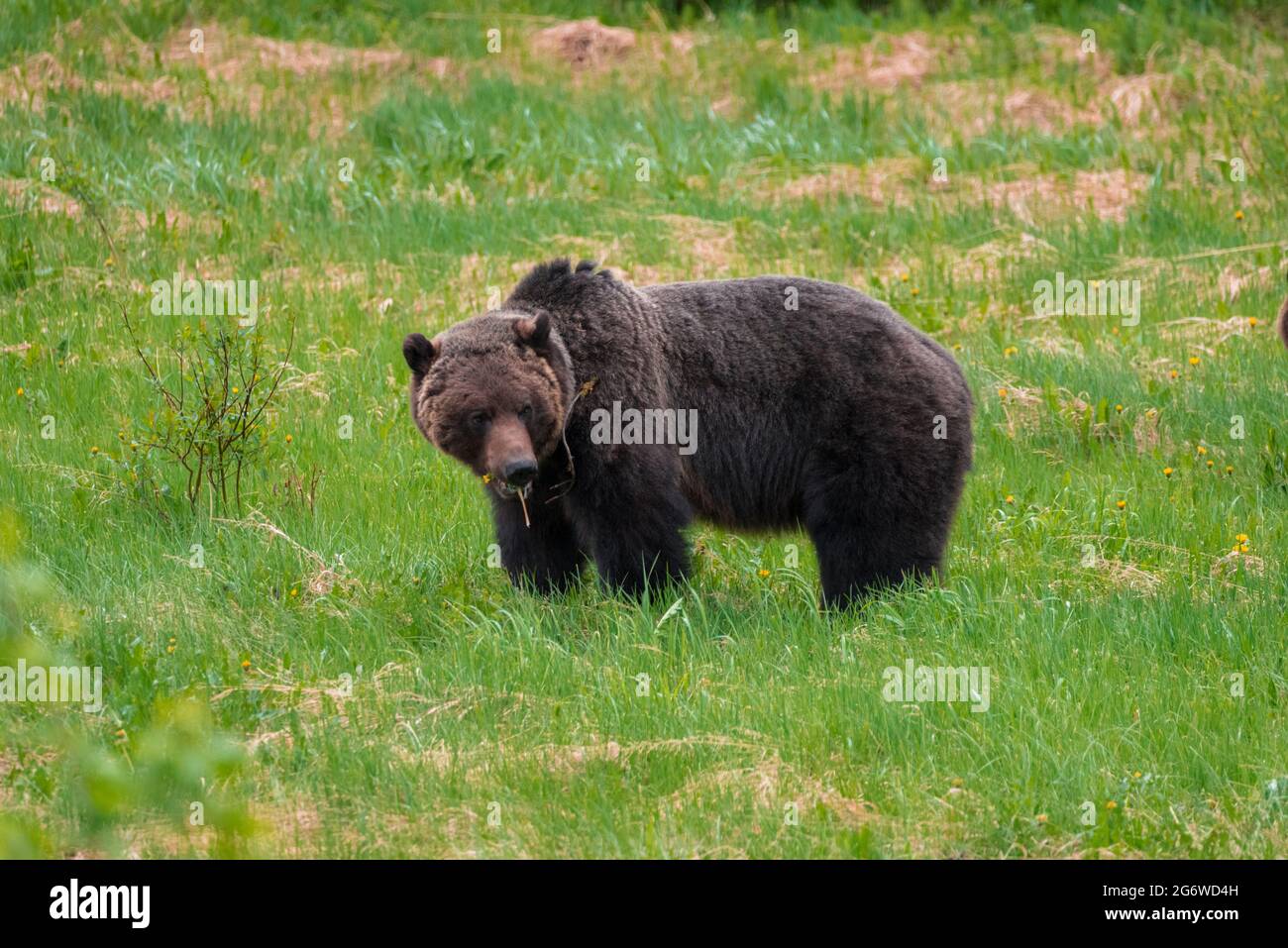 Grizzly cub in grass hi-res stock photography and images - Alamy