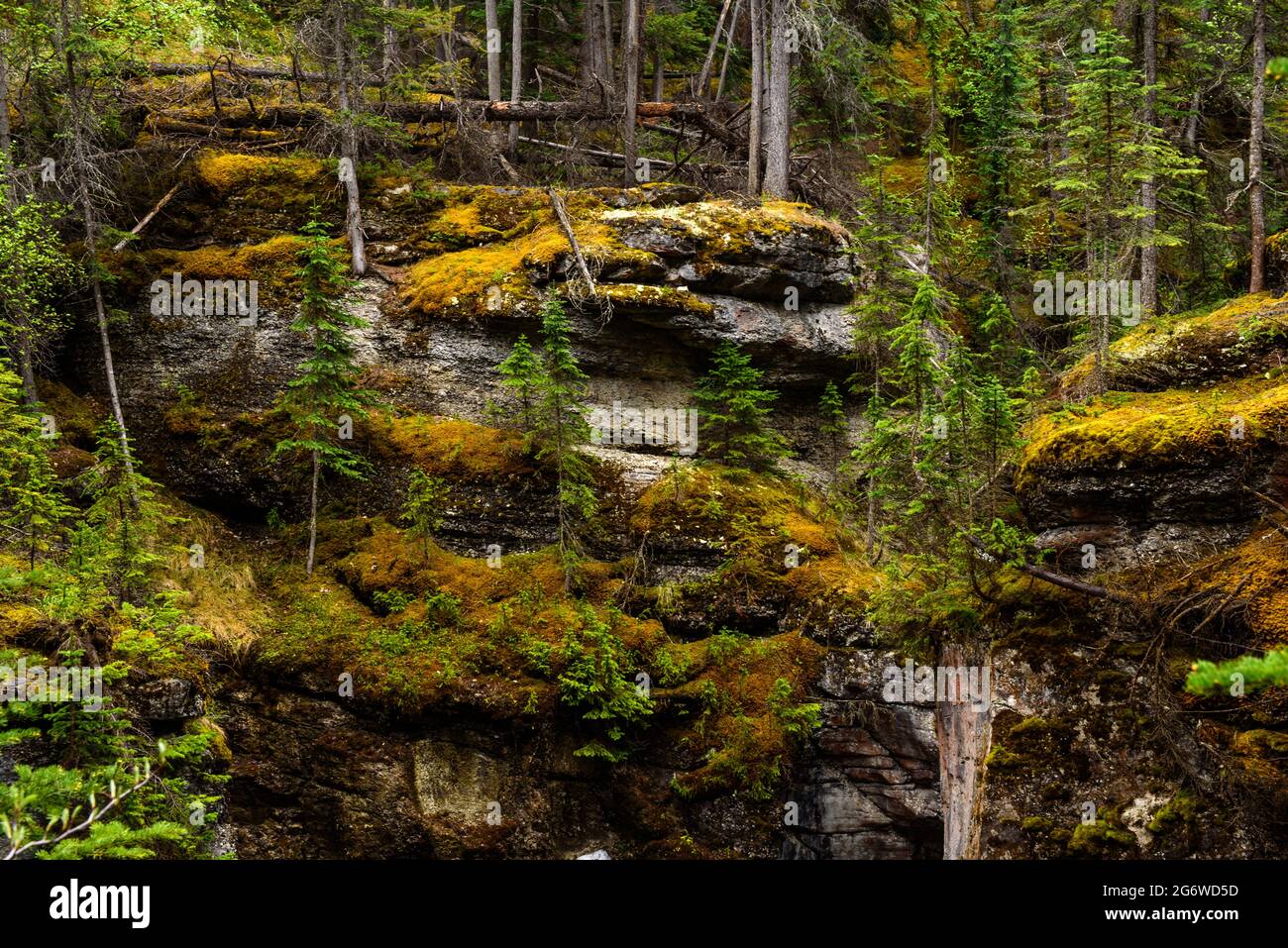 Typical underwoods vegetation along Maligne canyon in Alberta Stock ...