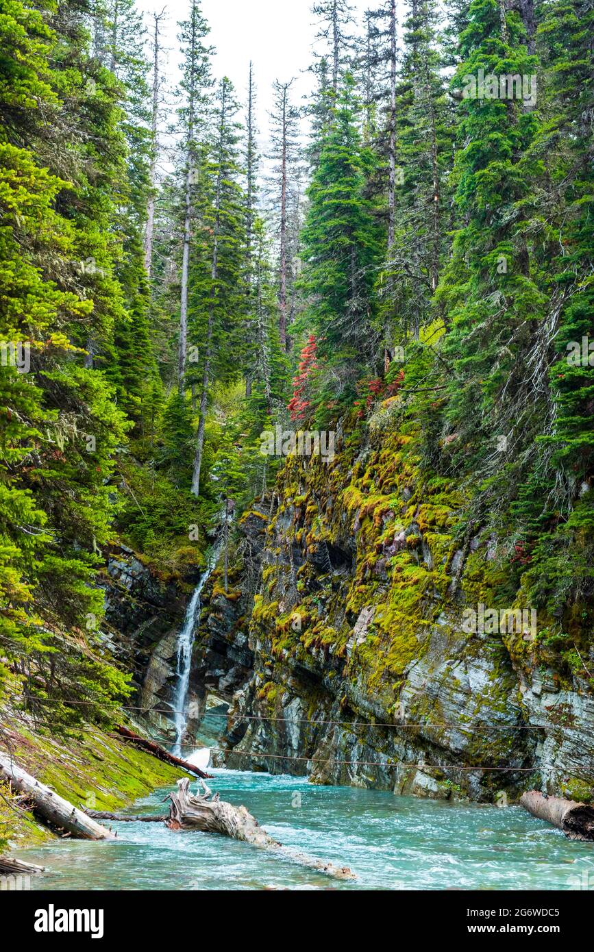 River and waterfall between pine trees near Grinnell Lake Stock Photo ...