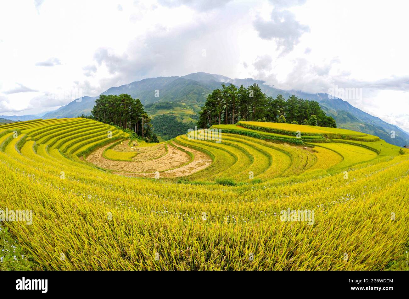 Mu cang chai sightseeing hi-res stock photography and images - Alamy