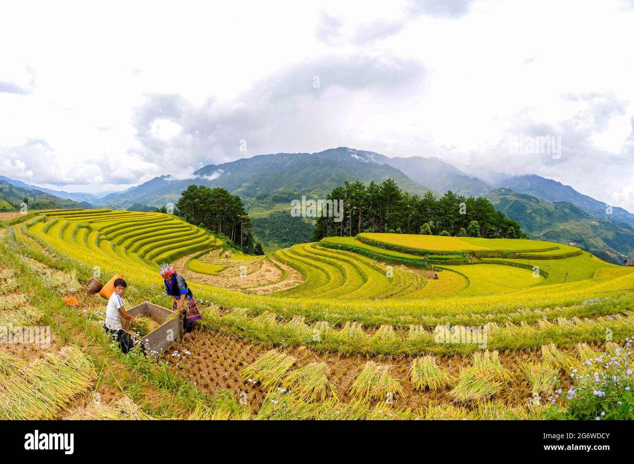 Mu cang chai sightseeing hi-res stock photography and images - Alamy