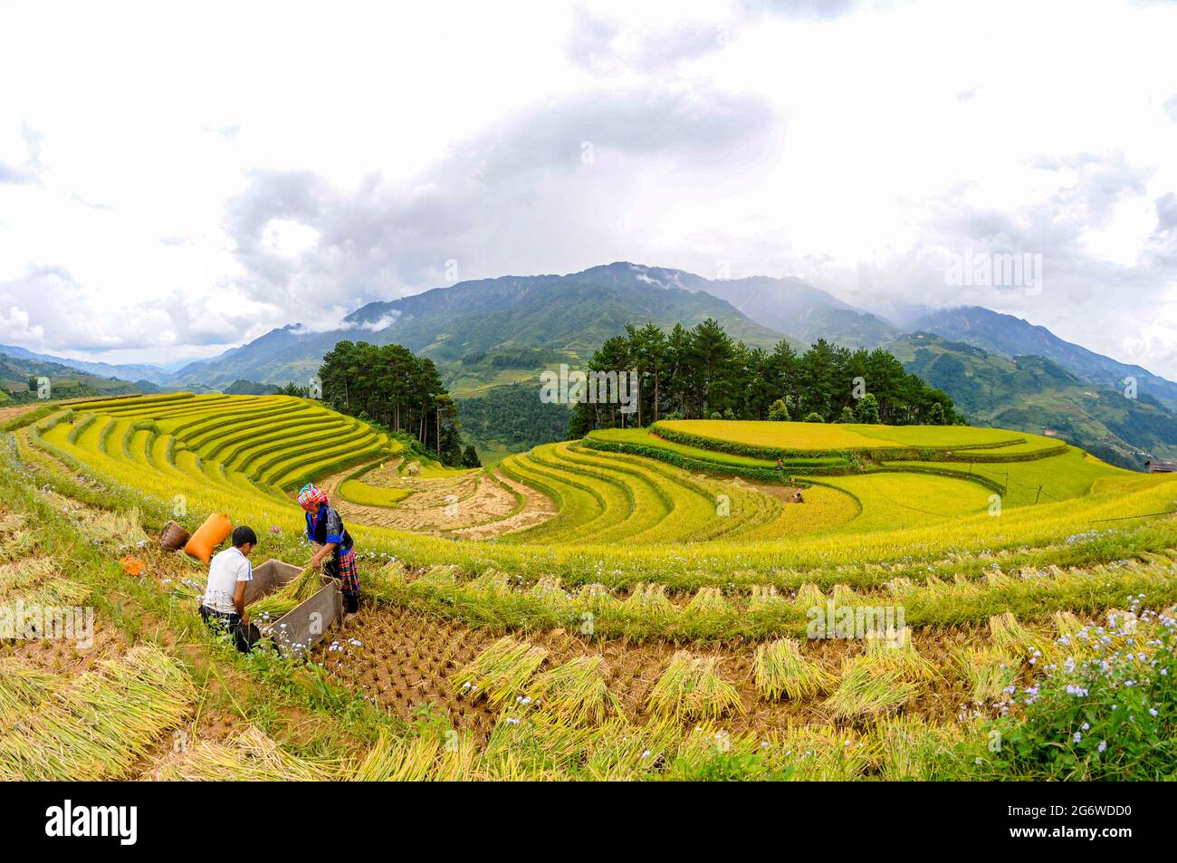 Mu cang chai sightseeing hi-res stock photography and images - Alamy