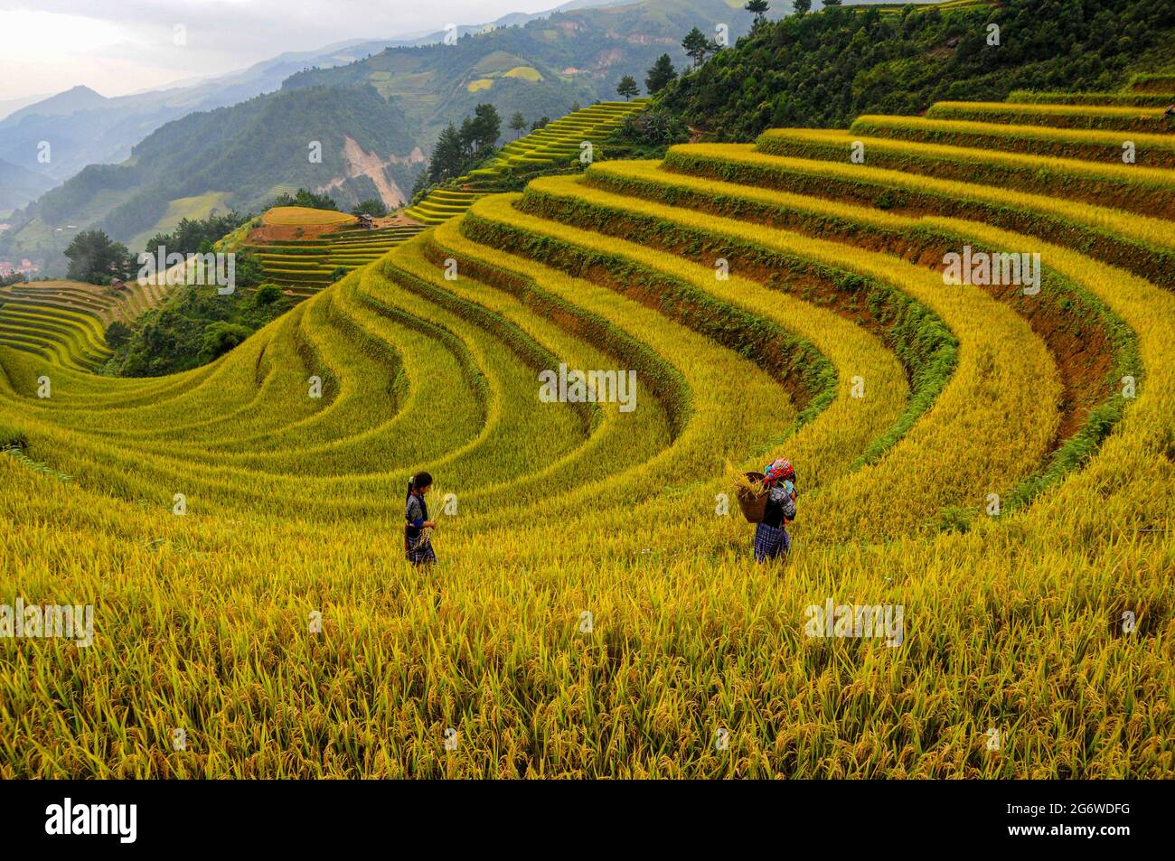 Mu cang chai tourist destination hi-res stock photography and images ...
