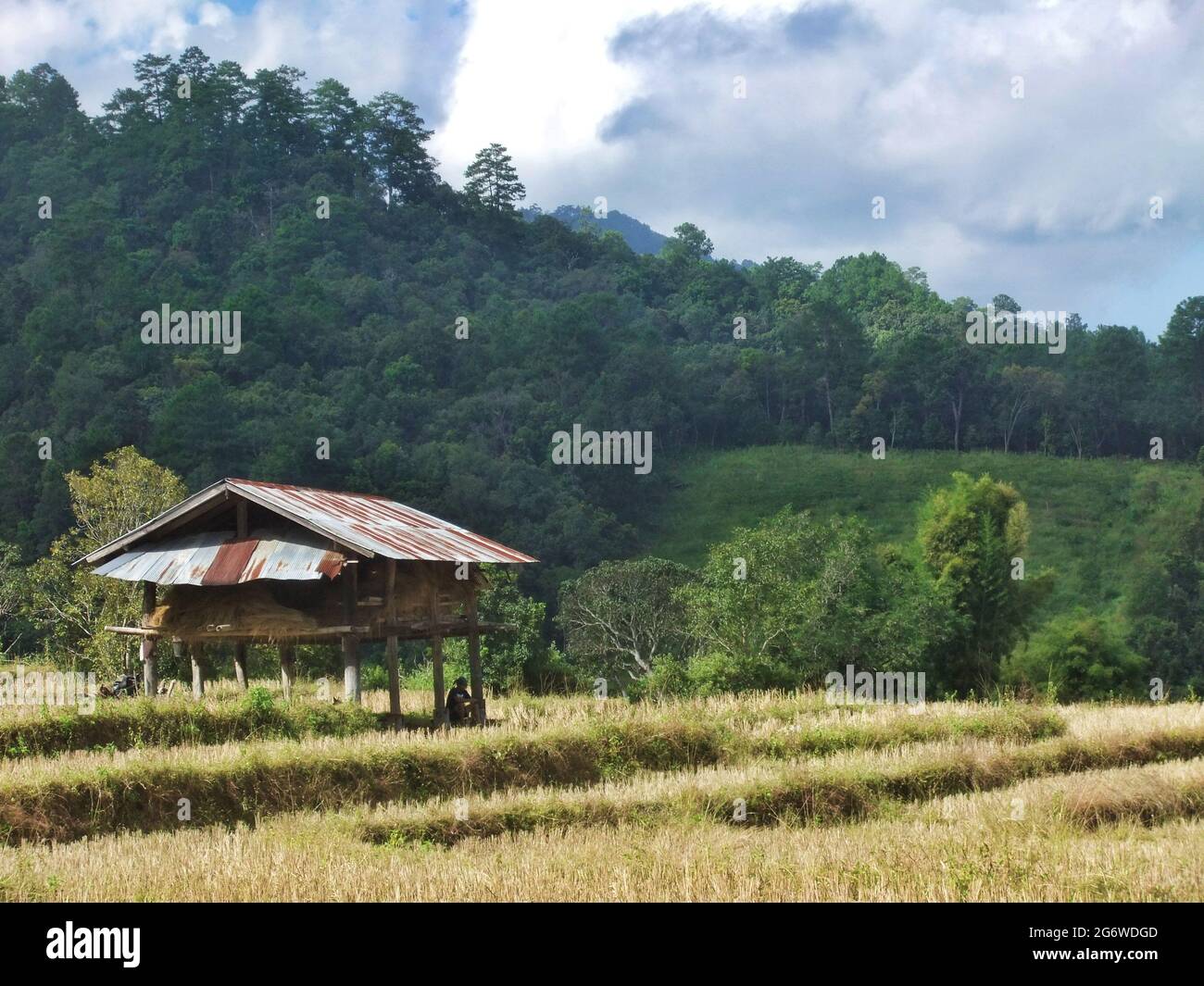 Field Hut and Rice Fields in Northern Thailand Stock Photo - Alamy