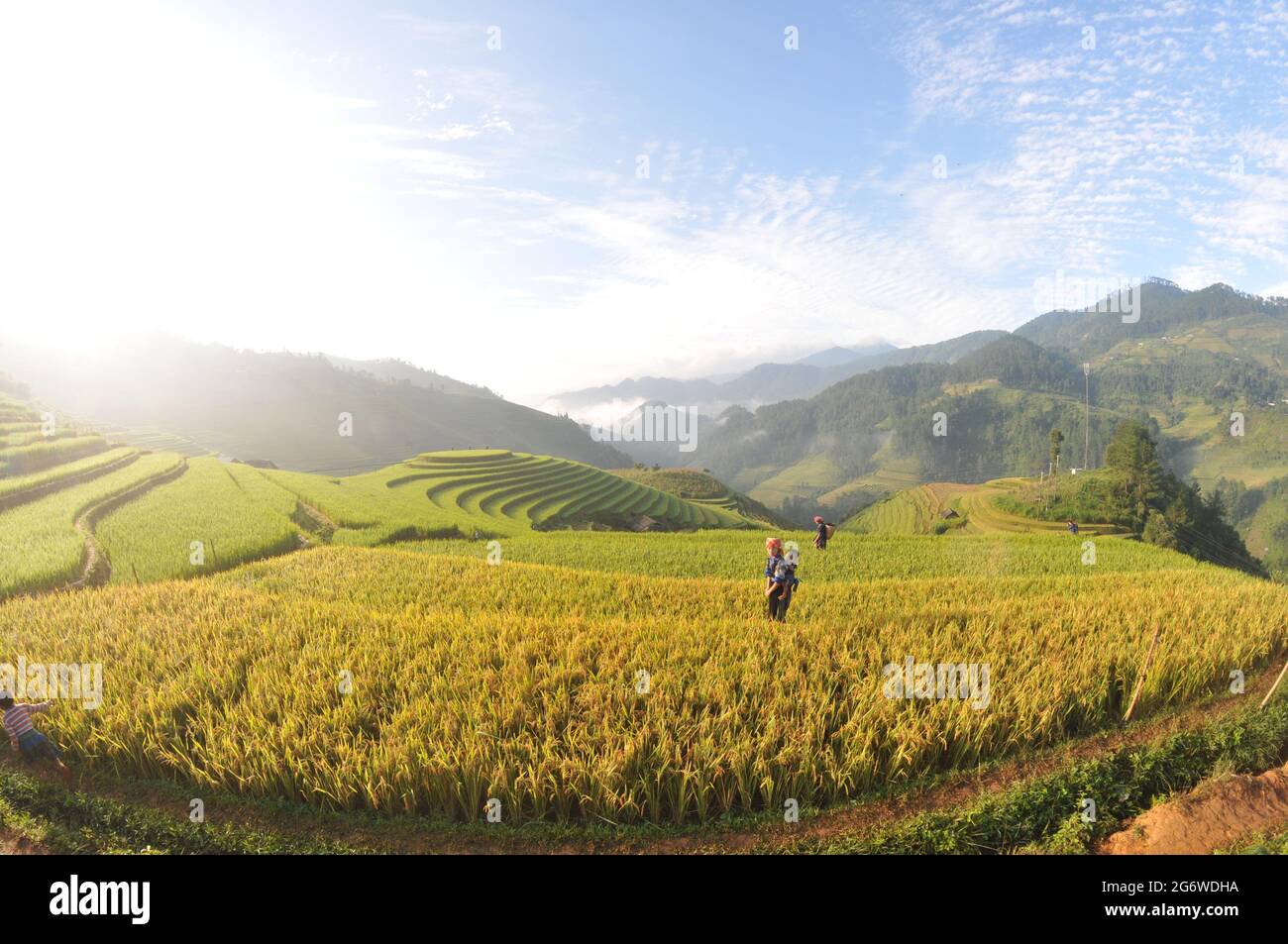 Nice rice terrace in Mu Chang Chai nothern Vietnam Stock Photo - Alamy