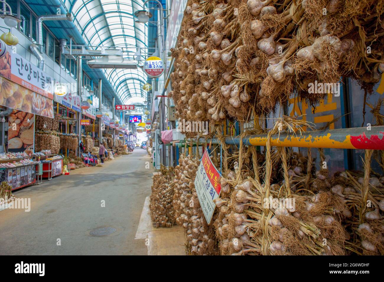 July 8, 2021-Danyang, South Korea-Bulbs of garlic are hung at a shop in ...