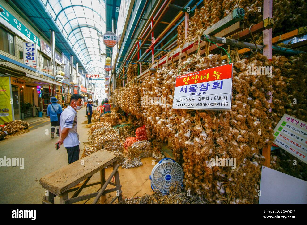 July 8, 2021-Danyang, South Korea-Bulbs of garlic are hung at a shop in ...