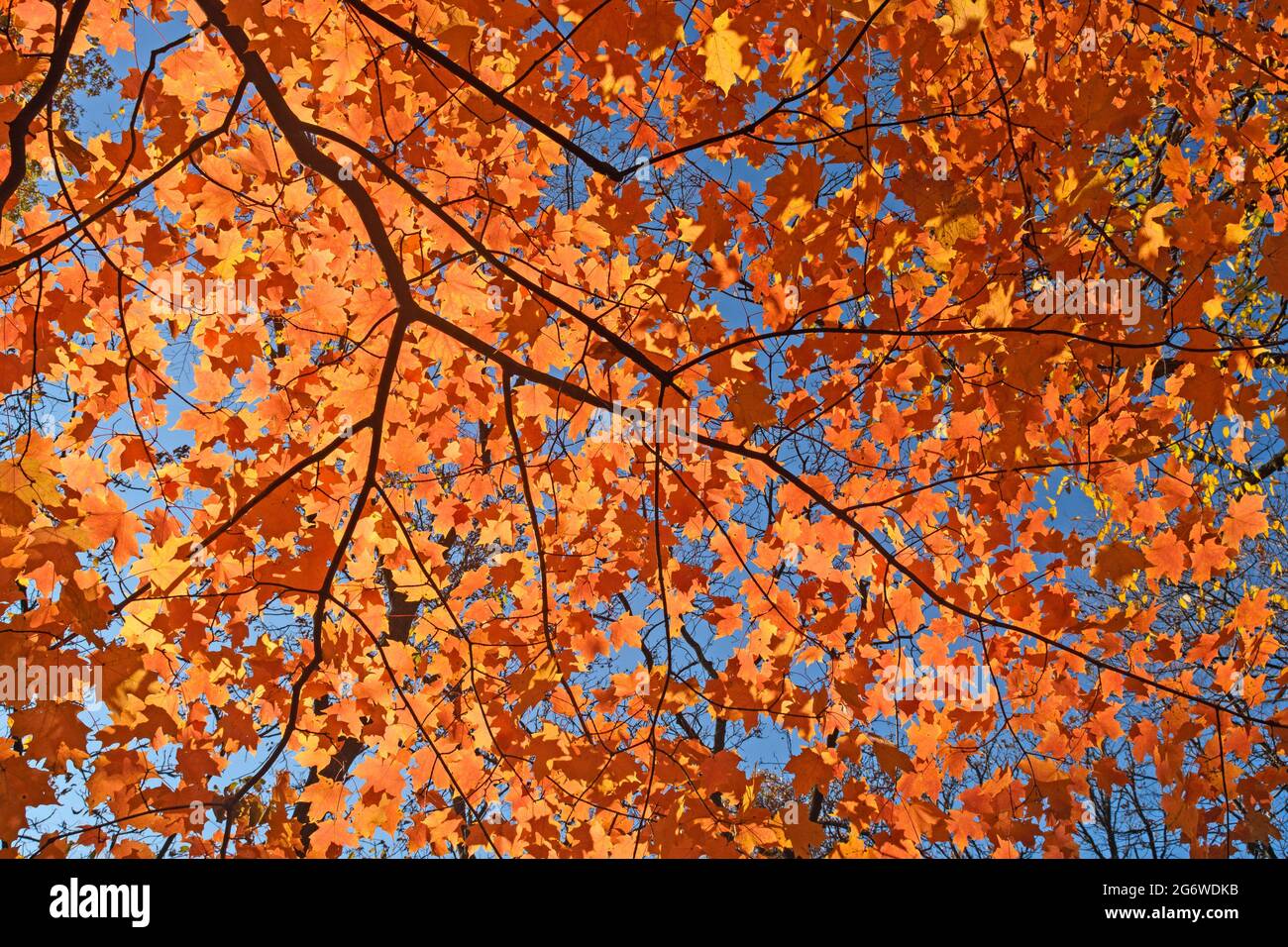 Red Leaf Sky Scape in Great River Bluffs State Park in Minnesota Stock ...