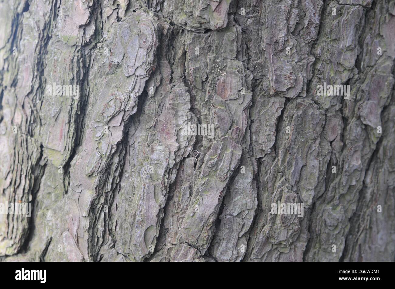 Tree Bark Texture Background Stock Photo - Alamy