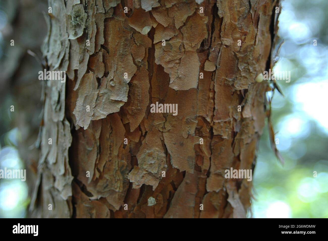 Ash tree wood texture hi-res stock photography and images - Alamy Ash tree wood texture hi-res stock photography and images - Alamy