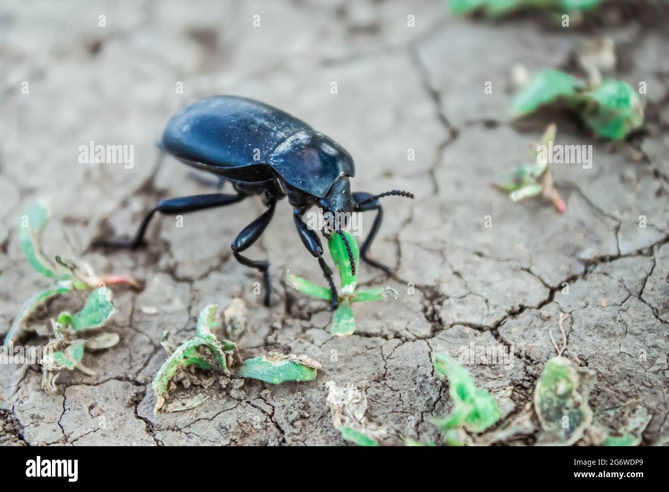 The beetle eats grass. Black insect and green leaf. A black beetle on ...