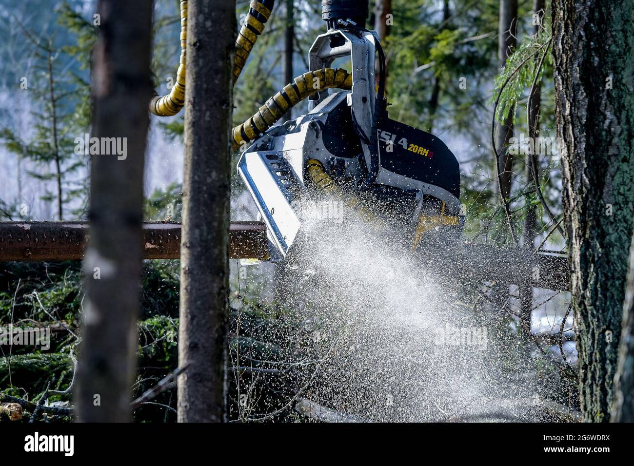 Working in the forest hi-res stock photography and images - Alamy