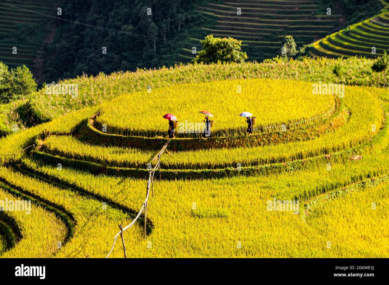 Mu cang chai sightseeing hi-res stock photography and images - Alamy
