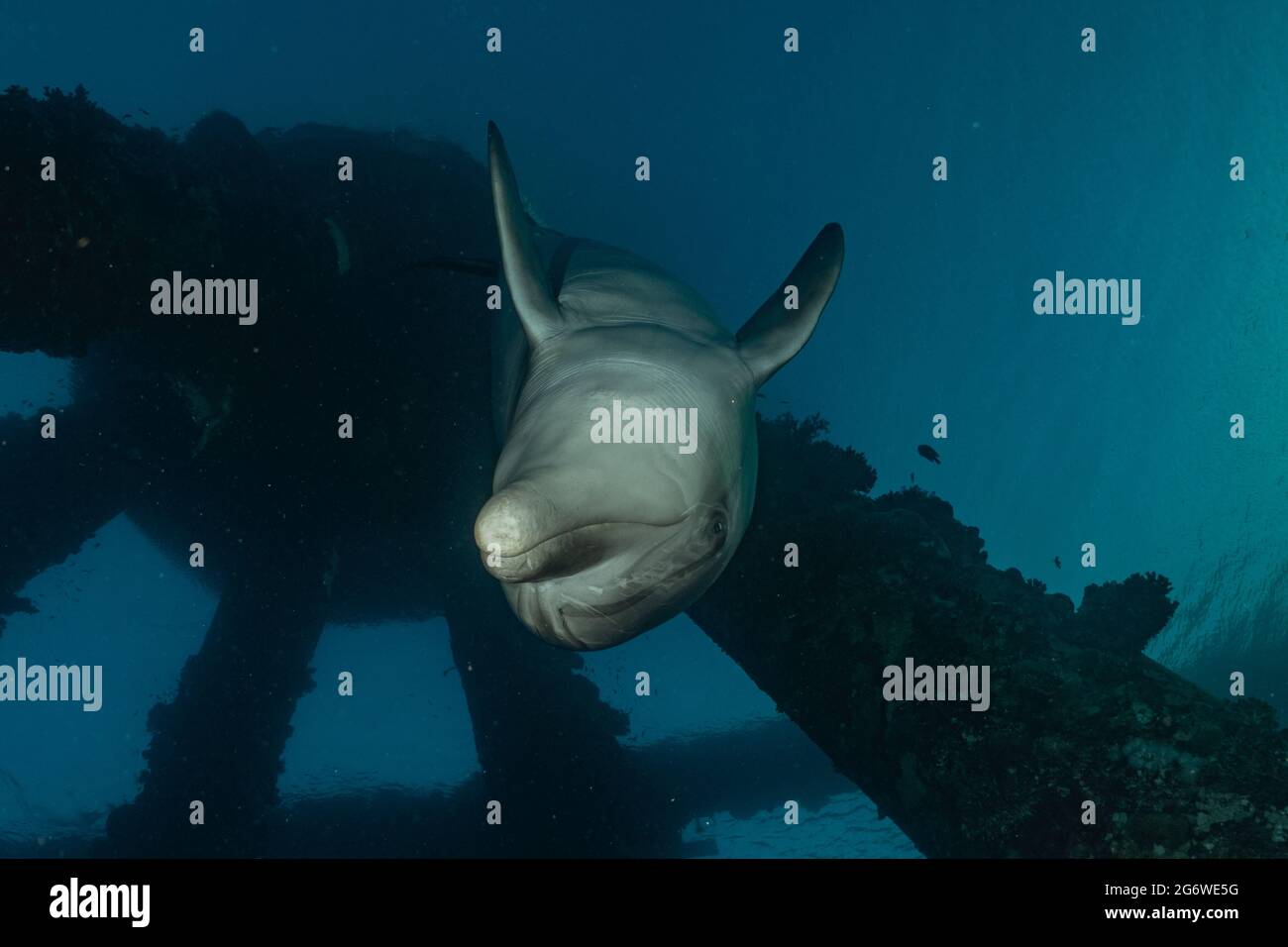 Underwater dolphins hi-res stock photography and images - Alamy