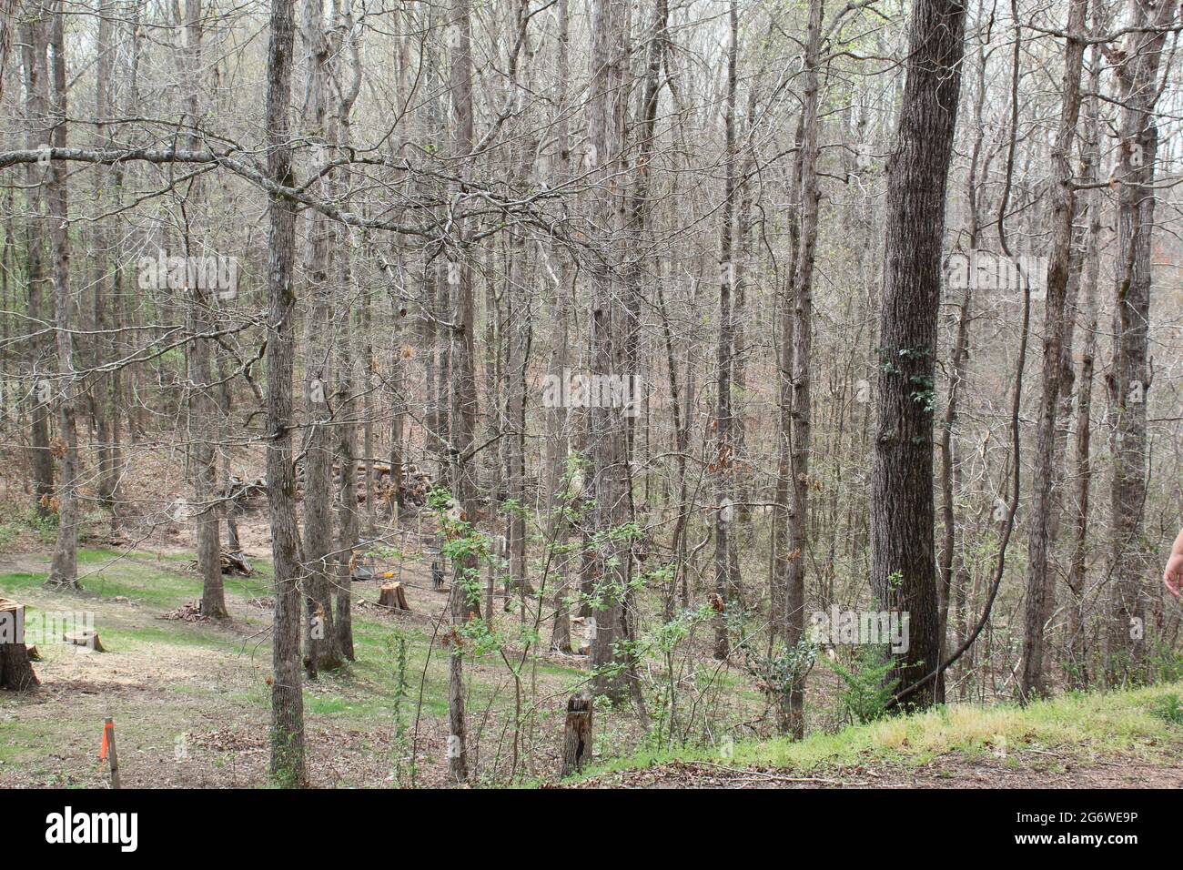 Woodsy backdrop hi-res stock photography and images - Alamy