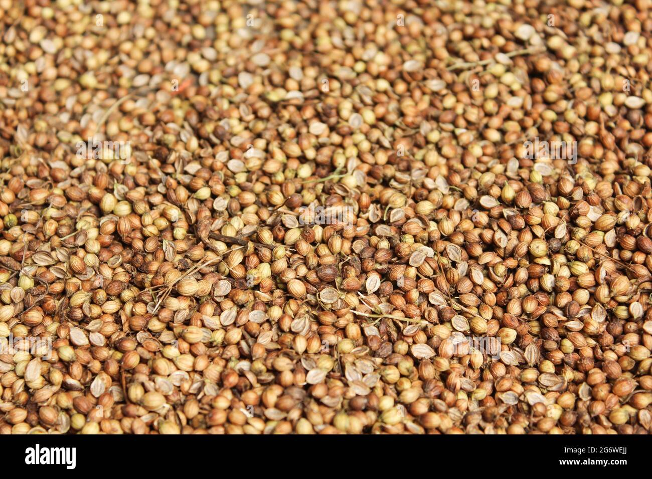 Selective focus photography hi-res stock photography and images - Alamy