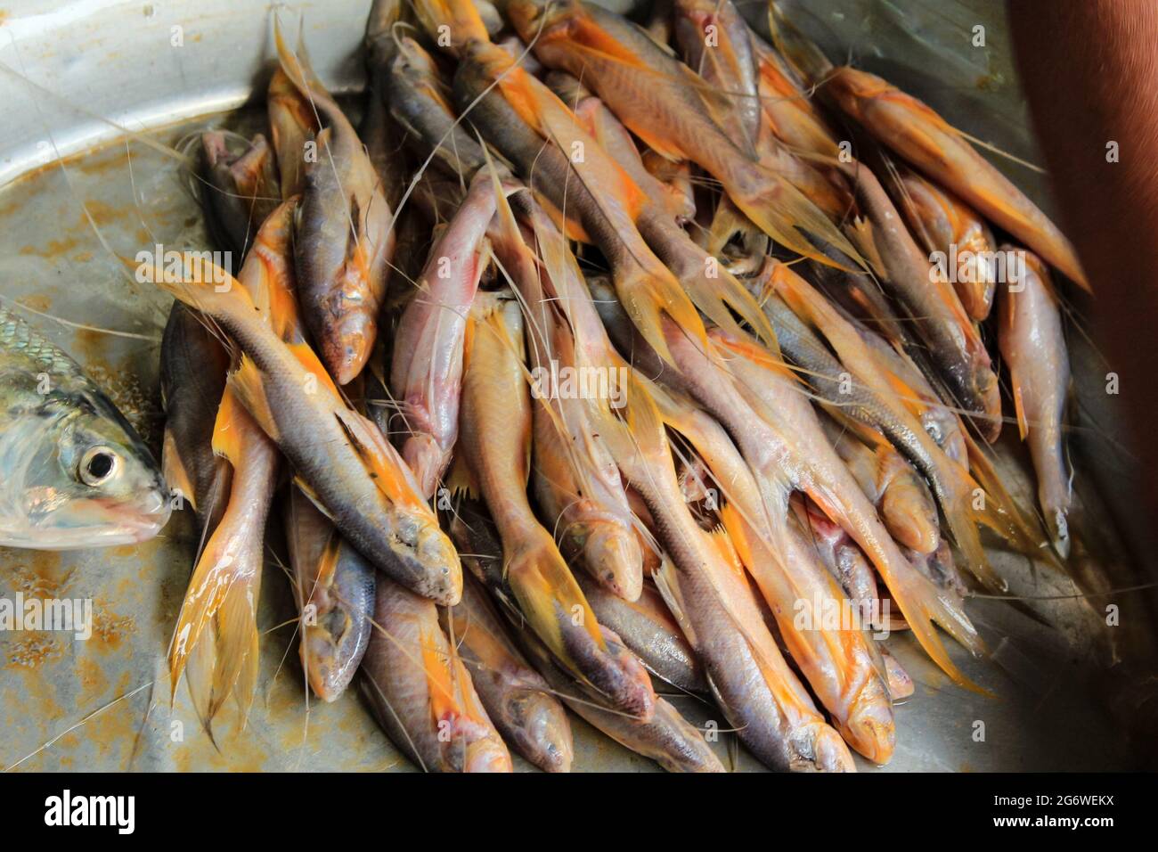 Bangladeshi fish hi-res stock photography and images - Alamy