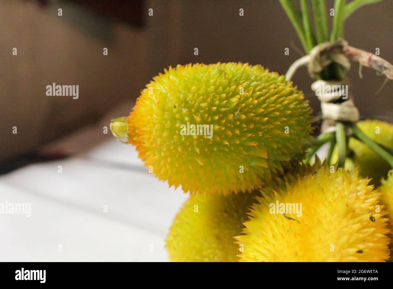 Spiny gourd vegetable on surface,new image Stock Photo - Alamy