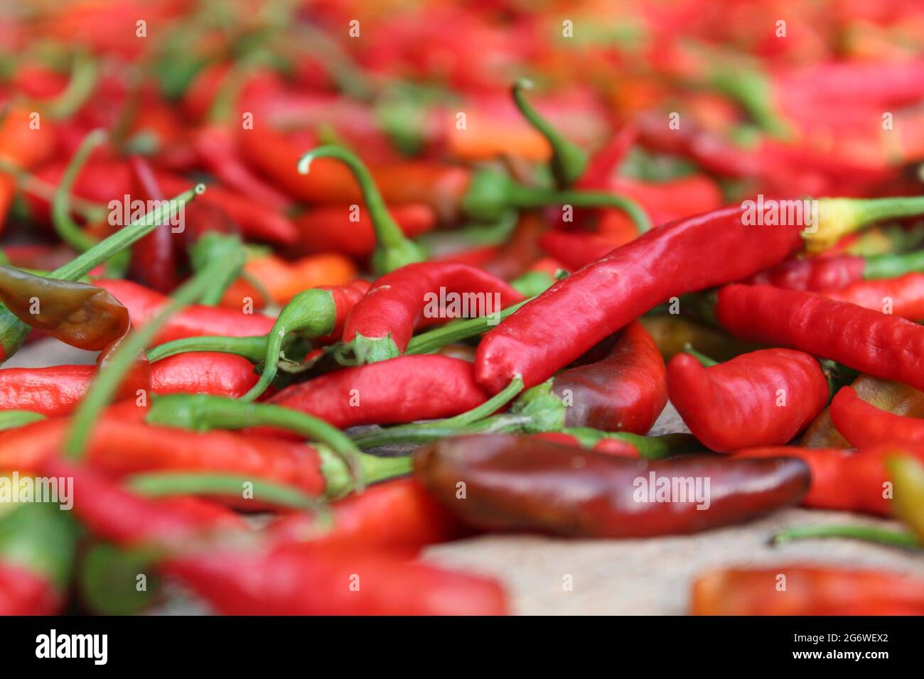 Hot Indian red chilli,closeup view Stock Photo - Alamy