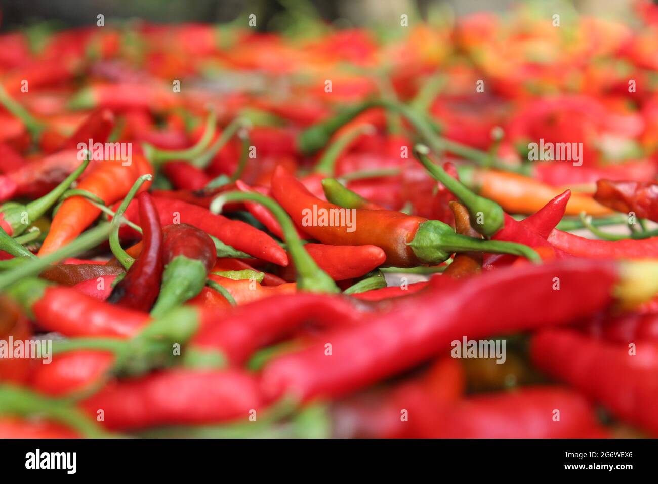 Hot Indian red chilli,closeup view Stock Photo - Alamy