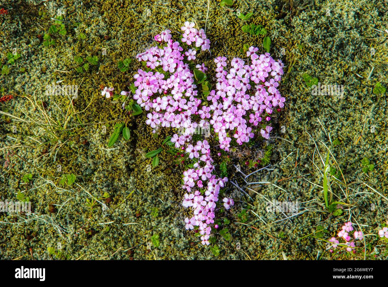 Heart shaped moss flower Stock Photo - Alamy