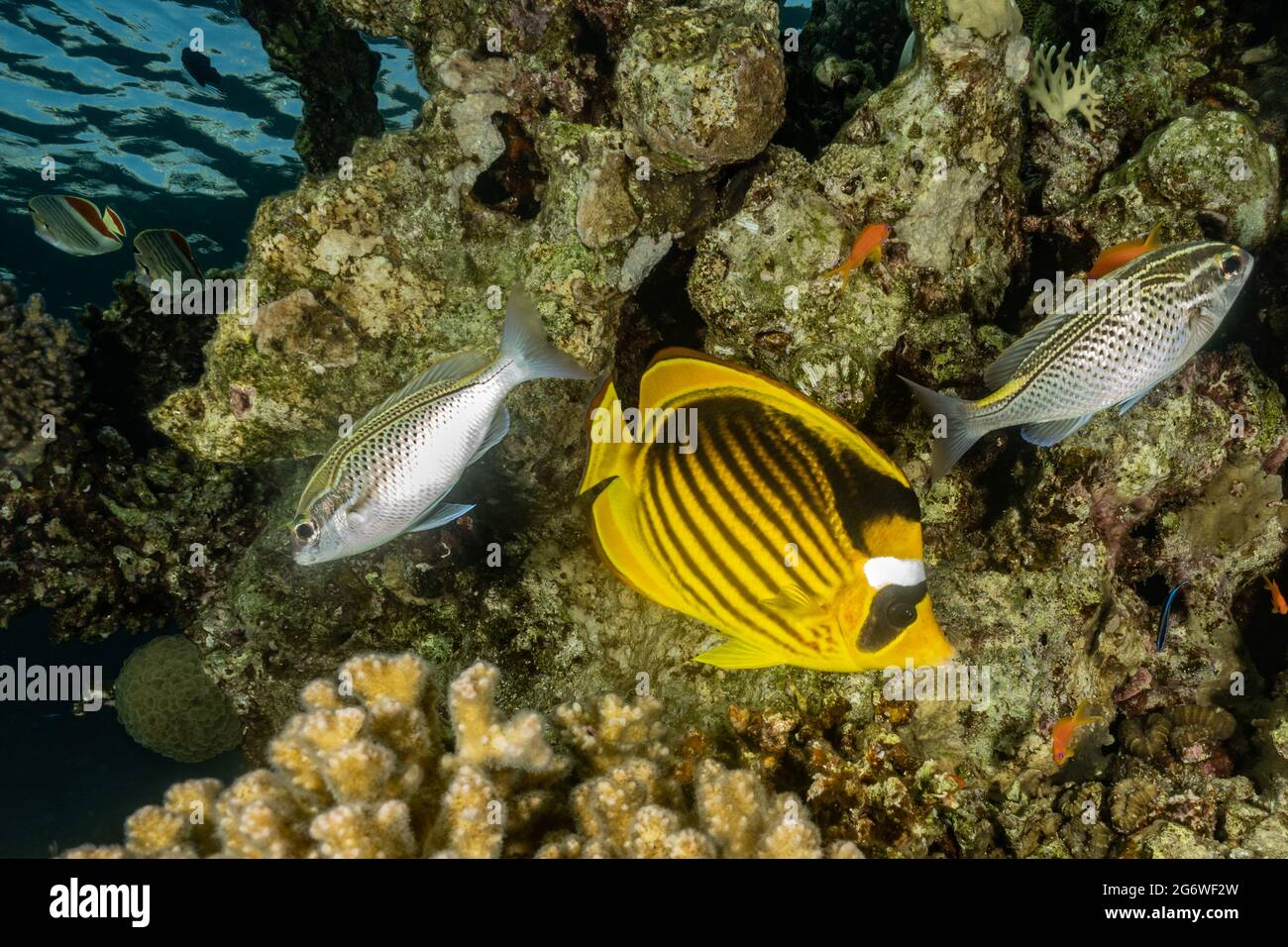Fish swim in the Red Sea, colorful fish, Eilat Israel Stock Photo - Alamy