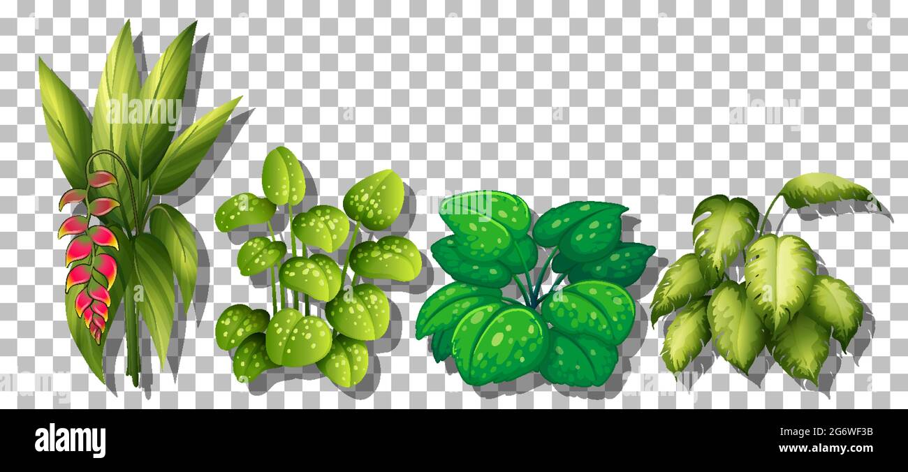 Set of various plants on transparent background illustration Stock ...