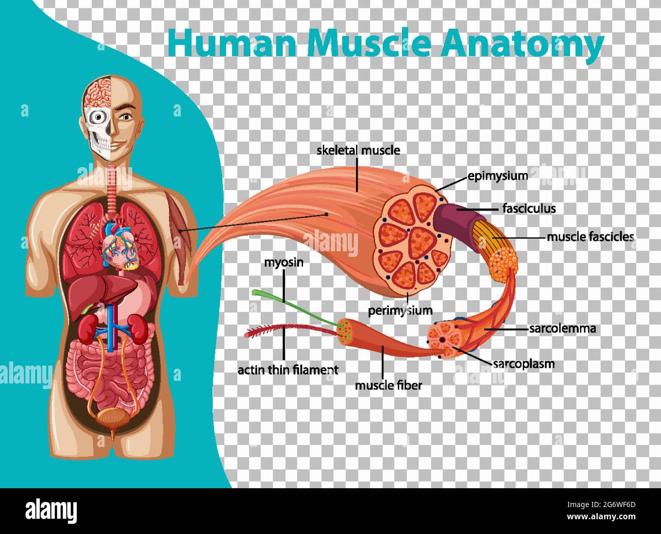 Human muscle anatomy with body anatomy illustration Stock Vector Image ...
