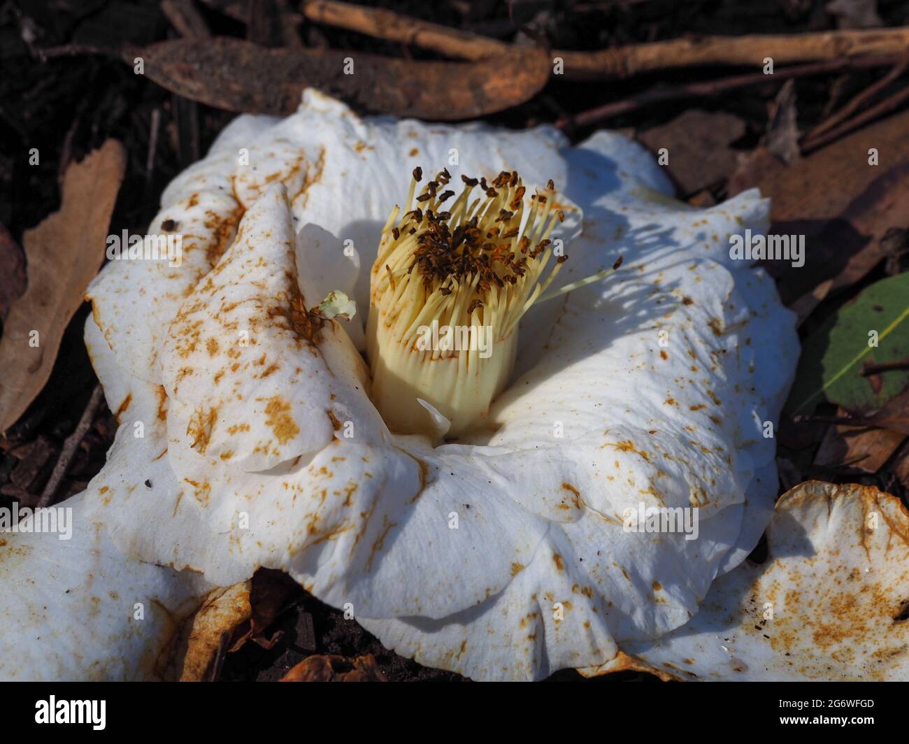 A browning and battered looking Camellia flower, fallen on the ground ...