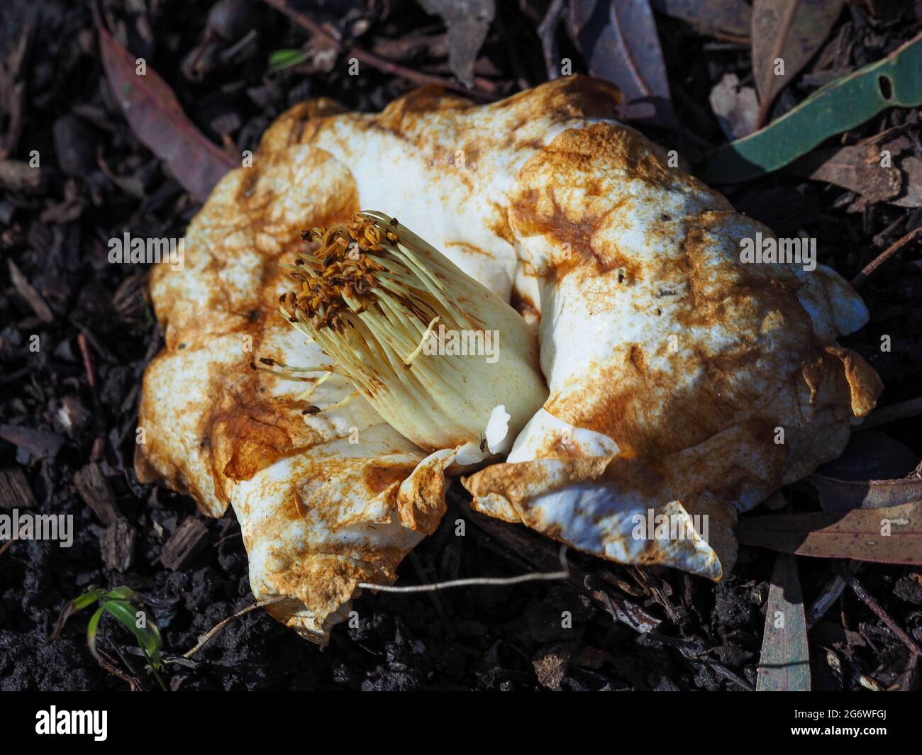 A browning and battered looking Camellia flower, fallen on the ground ...