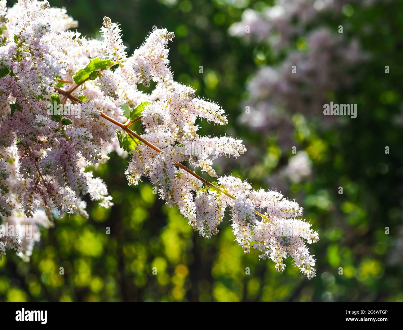 Ginger Bush High Resolution Stock Photography and Images - Alamy