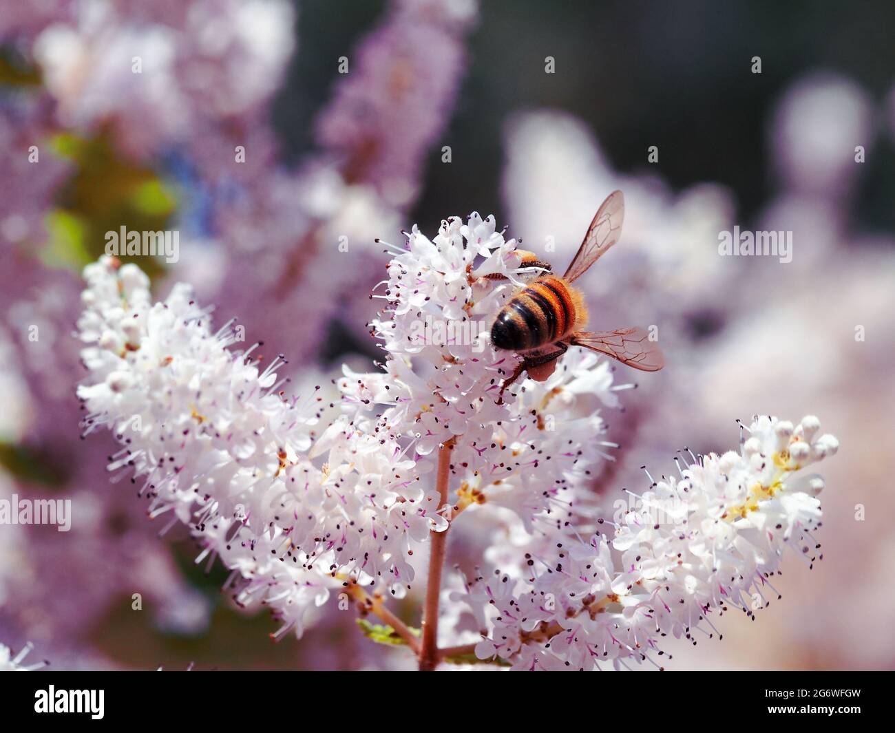 Bees and flowers. Macro of a busy bee pollinating and seeking nectar ...