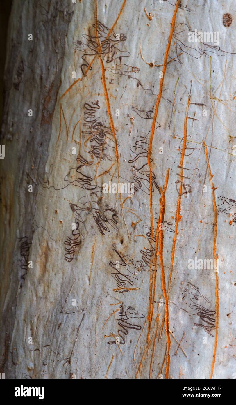 A portrait of scribbles on a Scribbly Bark Gum or Eucalyptus tree trunk ...
