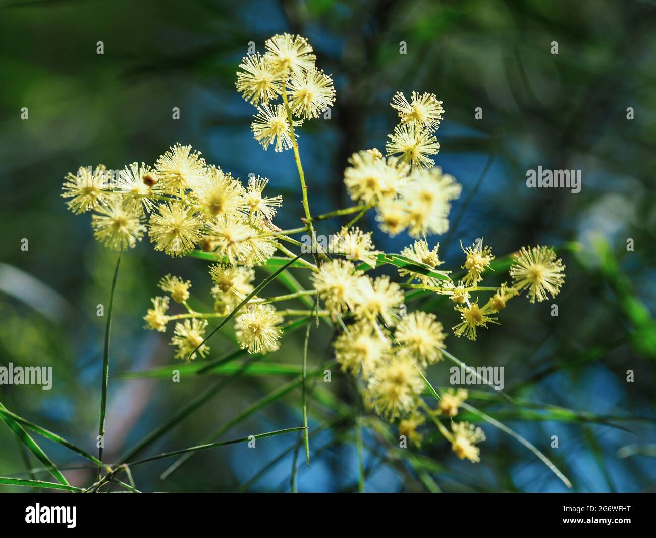 Australian Acacia Wattle Bush High Resolution Stock Photography and ...