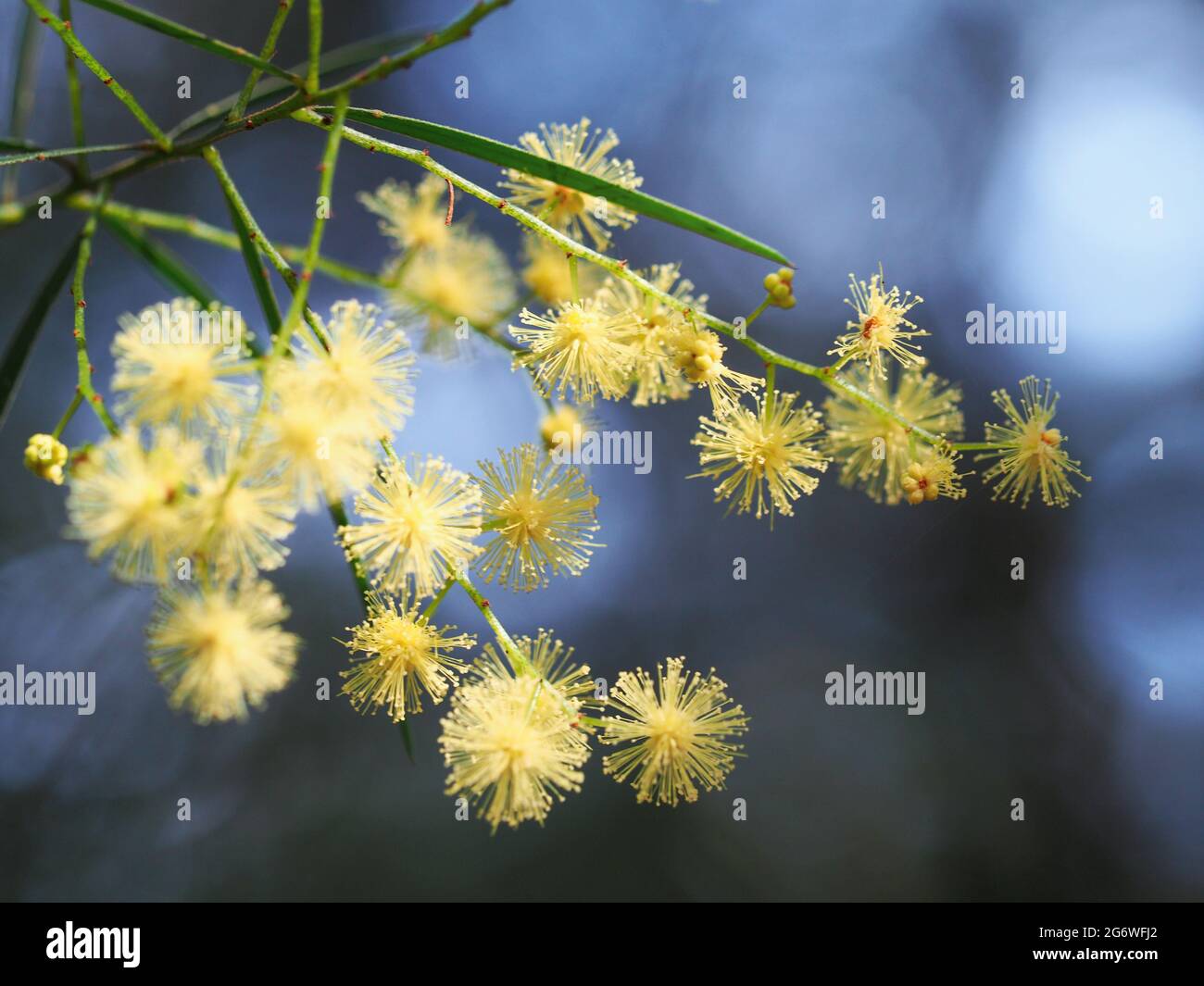 Australian Acacia Wattle Bush High Resolution Stock Photography and ...