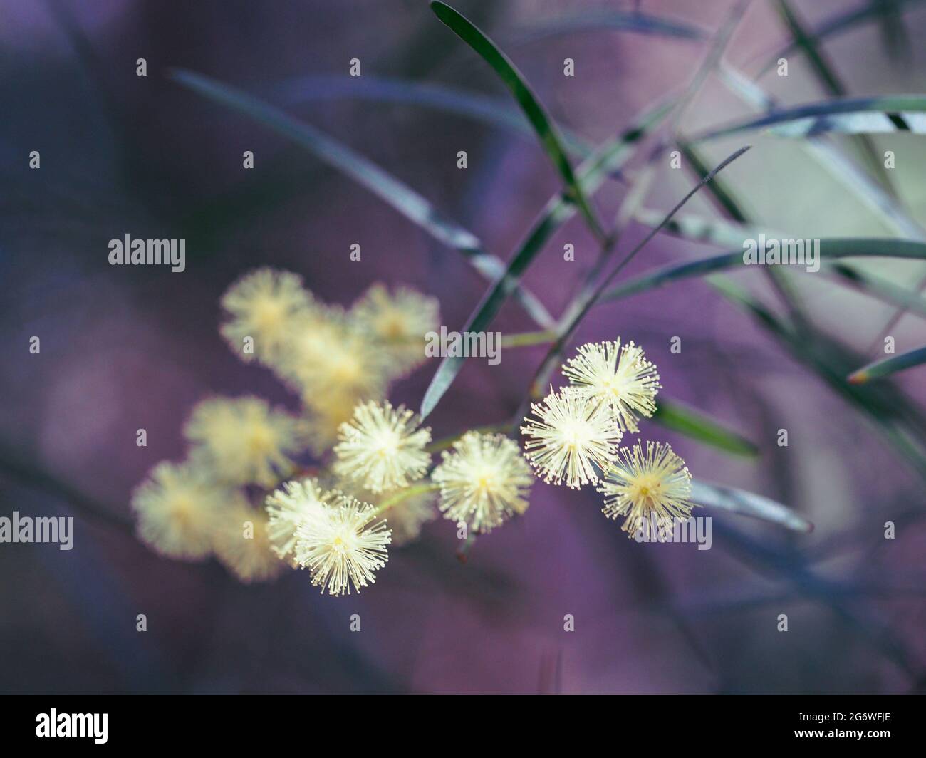 Macro of Yellow Wattle flowers, Acacia, with thin blue green leaves ...